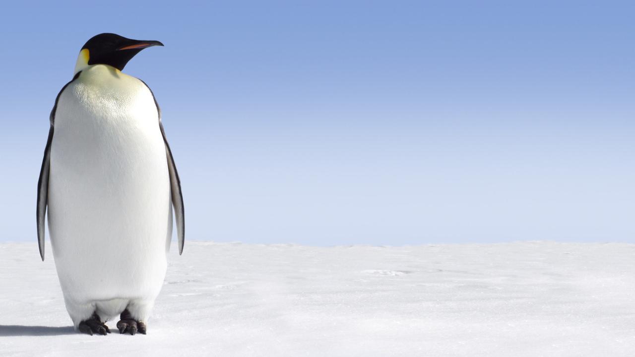 Antarktyda. Większość gatunków może wyginąć, Pingwin cesarski ...
